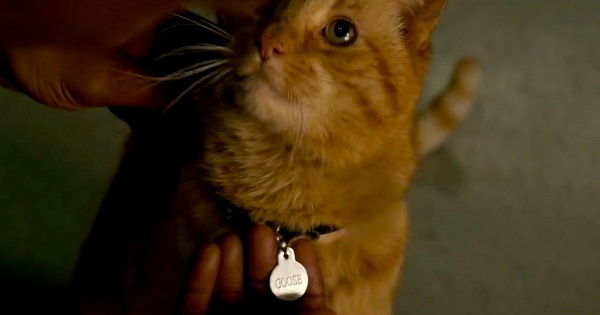 Capitã Marvel | Marvel lança um live streaming para o gato Goose ...