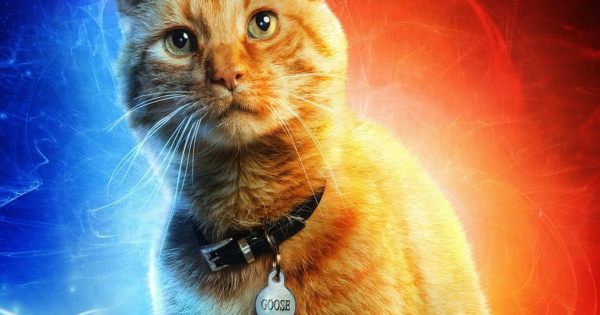 Conheça Goose, o espetacular gato da Capitã Marvel! - Aficionados